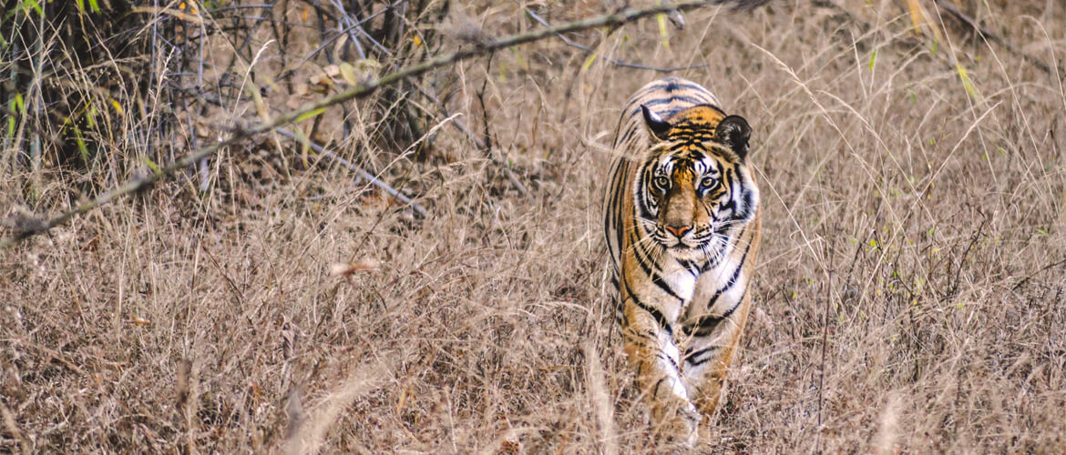 Tiger Trails Tour in India - Touroogle