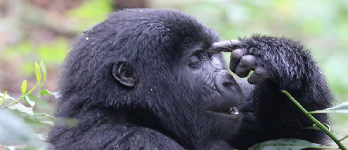 Unforgettable Gorilla Habituation Experience - Touroogle